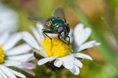 La myiase chez les lapins - Clinique vétérinaire Cerisioz